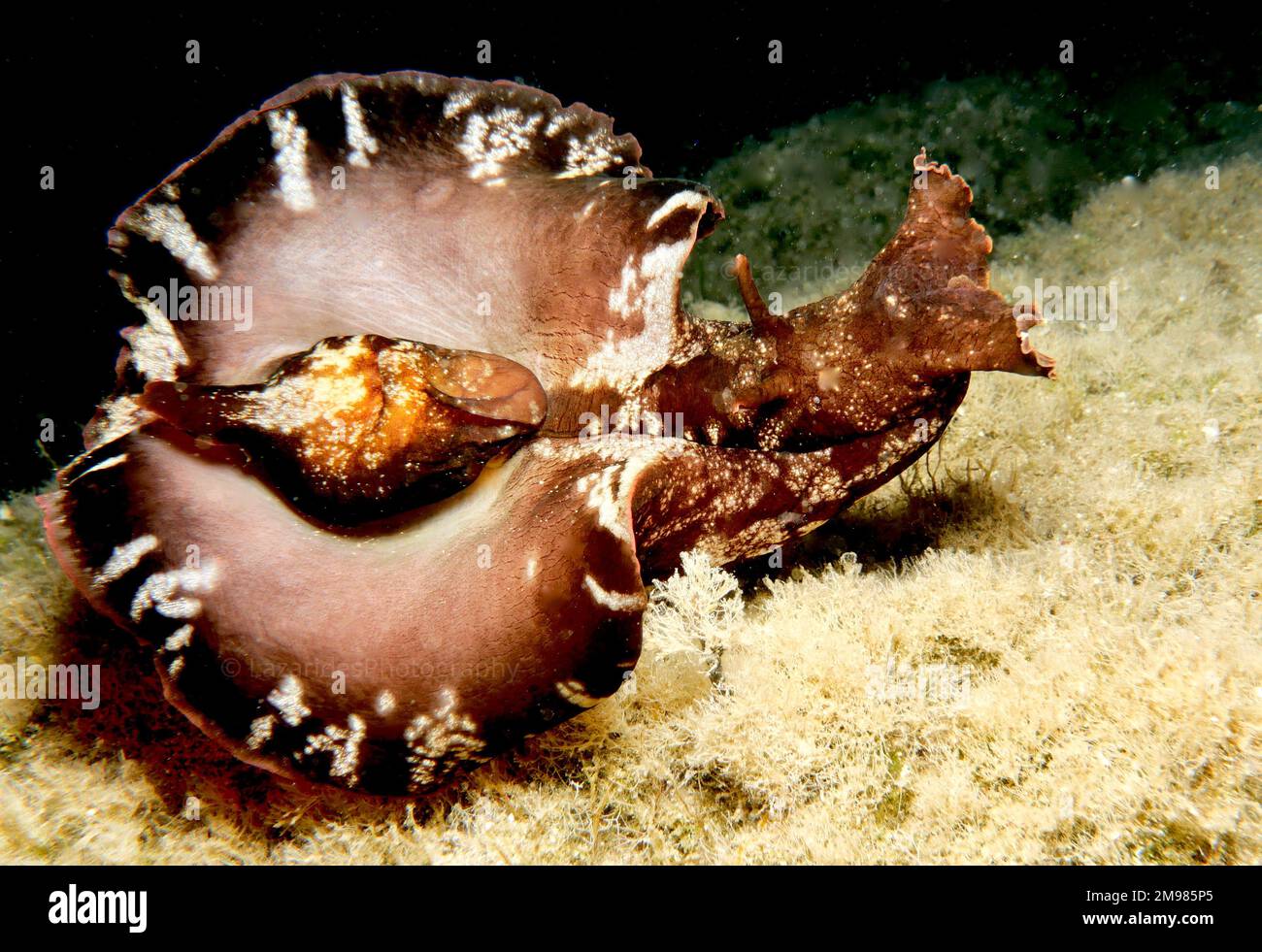 Sea hare - Aplysia fasciata Stock Photo - Alamy