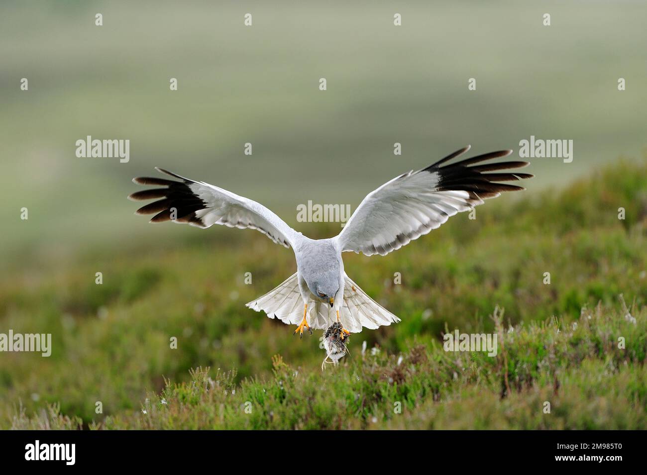 Hen harrier (Circus cyaneus), male carrying meadow pipit nestling ...