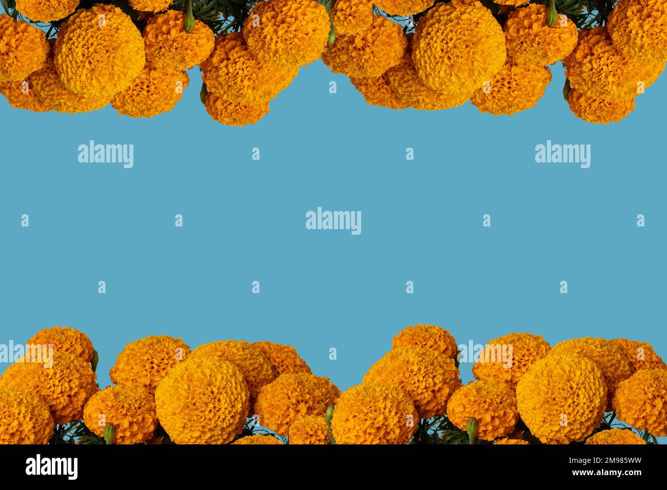 Cempasuchil flower frame with colored background and space for text ...