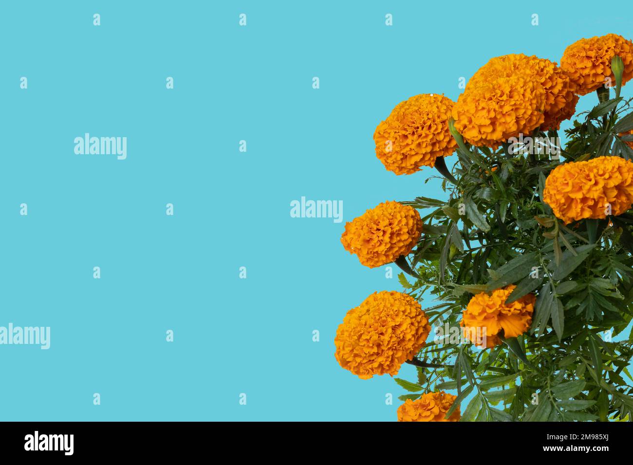 Cempasuchil flower with space for text on top and blue background Stock ...