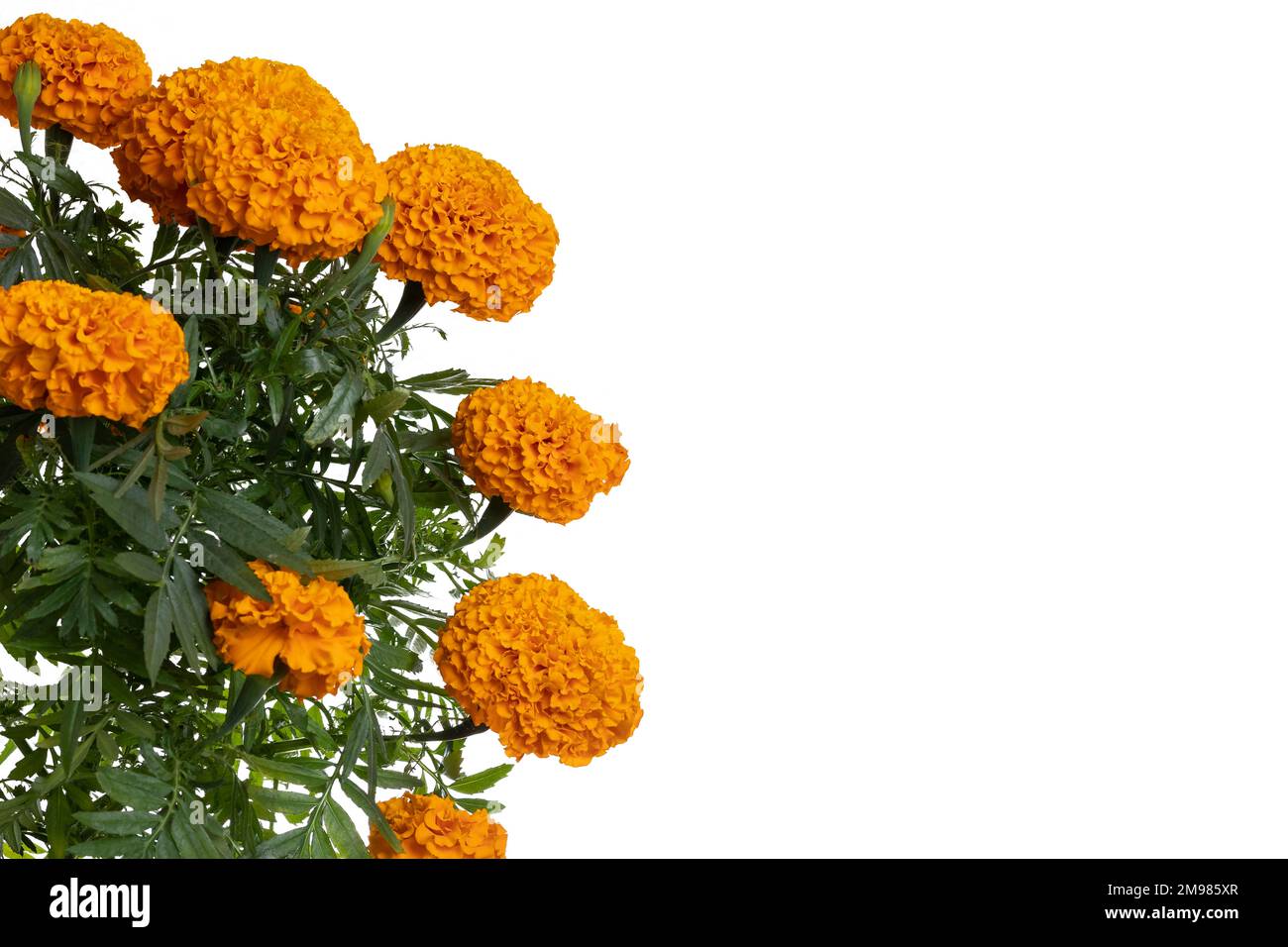 Cempasuchil flower with space for text on top and white background ...