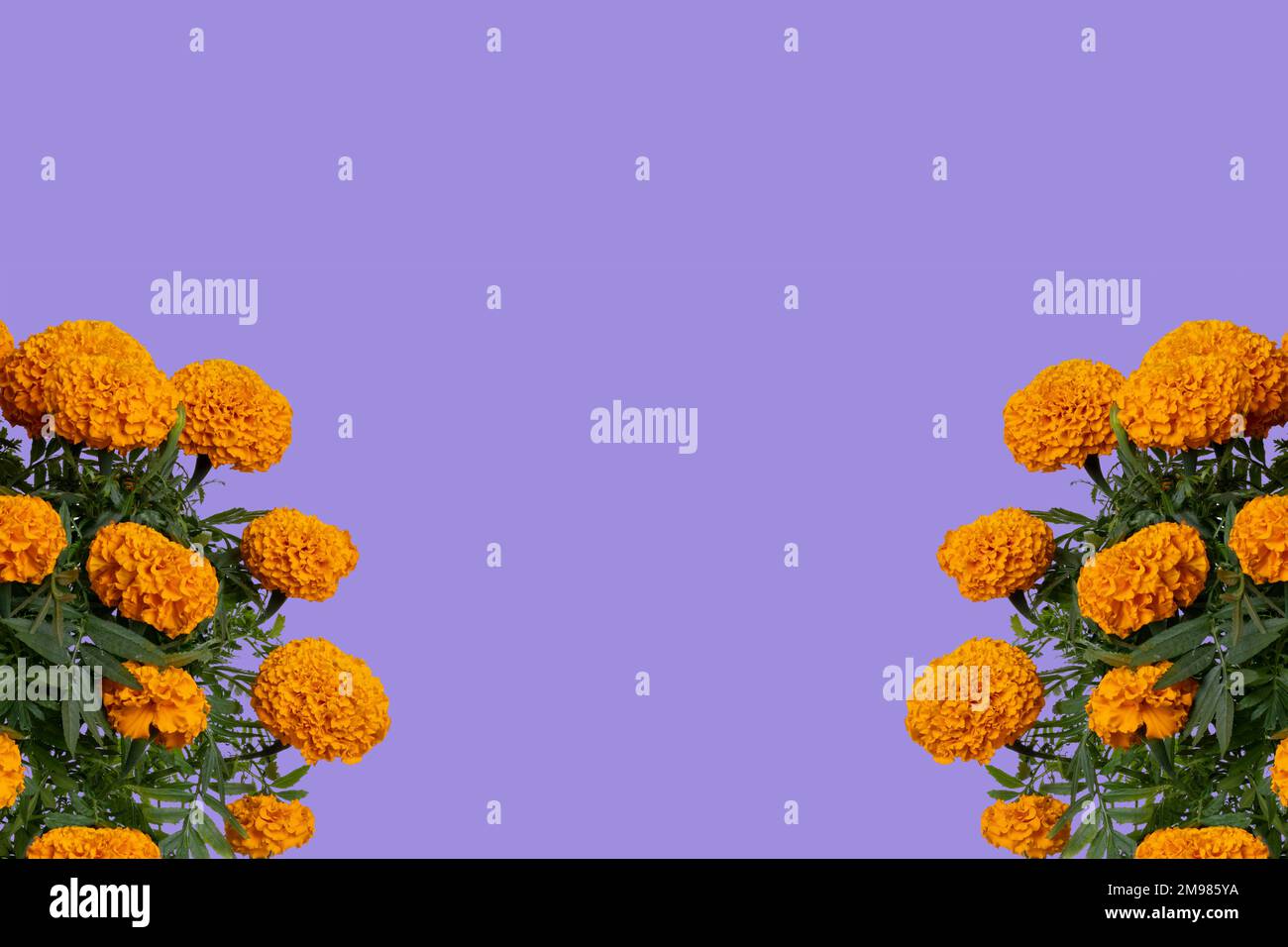 Cempasuchil flower with space for text on top and purple background ...