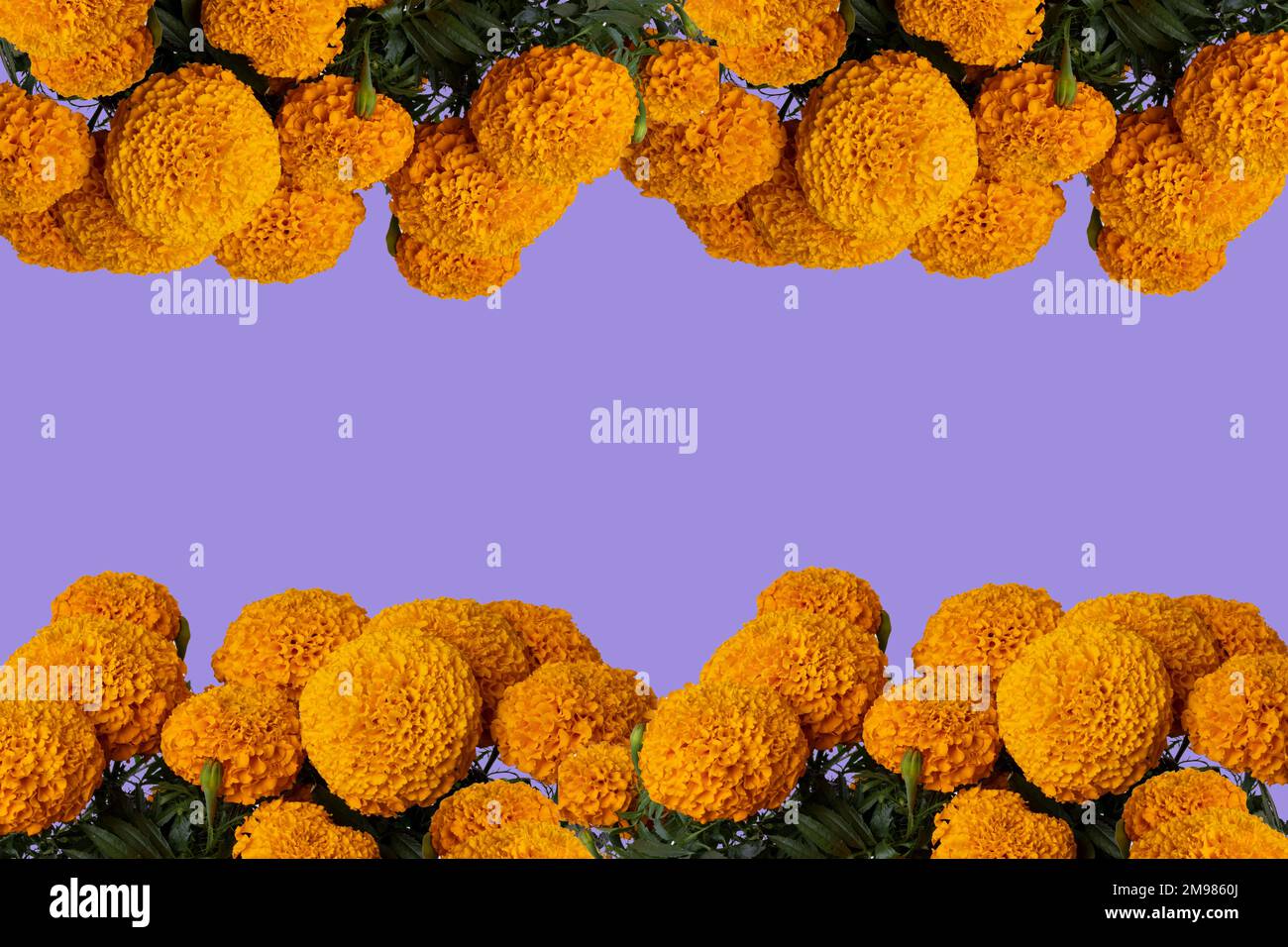 Cempasuchil flower frame with colored background and space for text ...