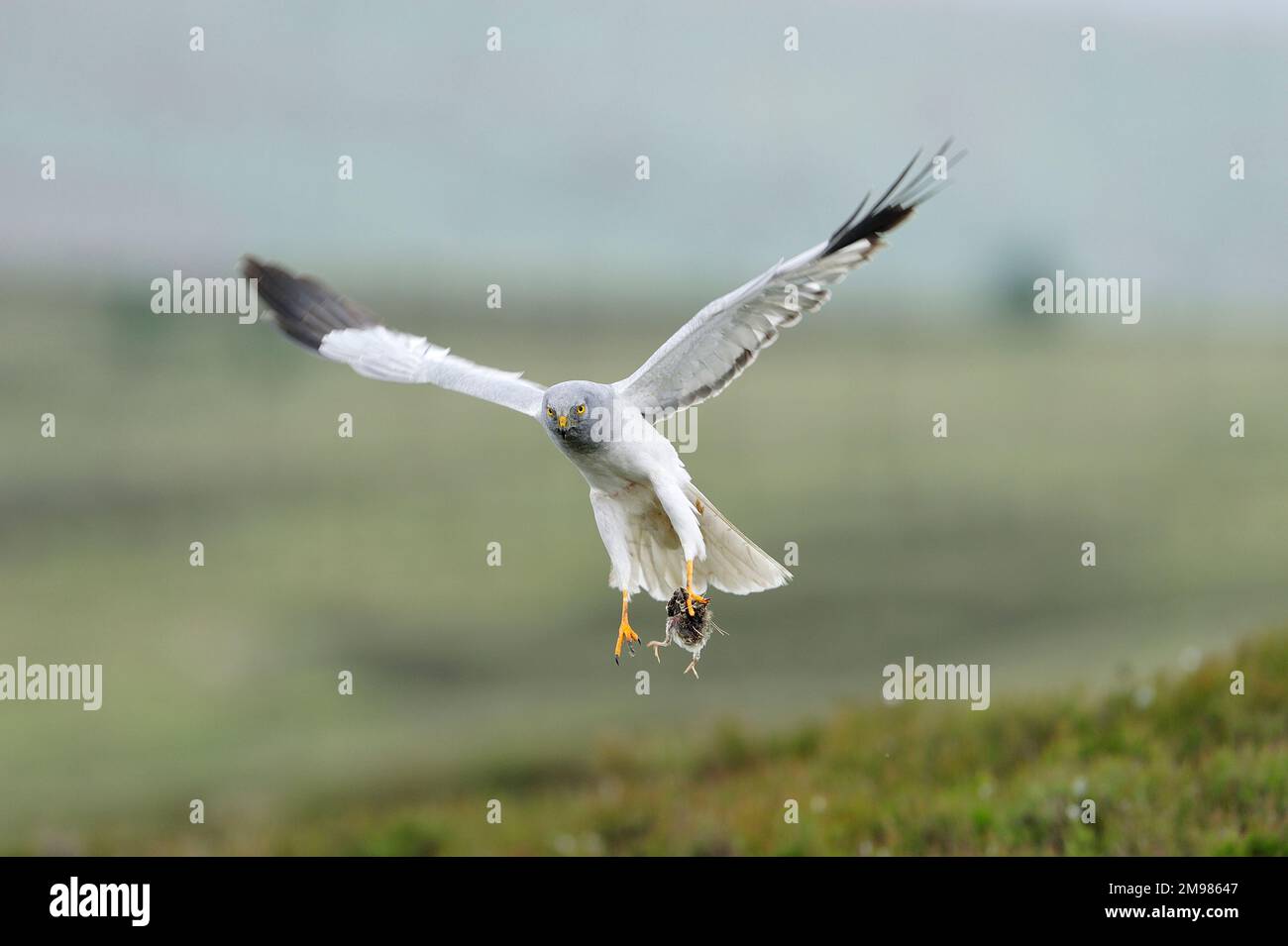 Hen harrier (Circus cyaneus), male carrying meadow pipit nestling ...