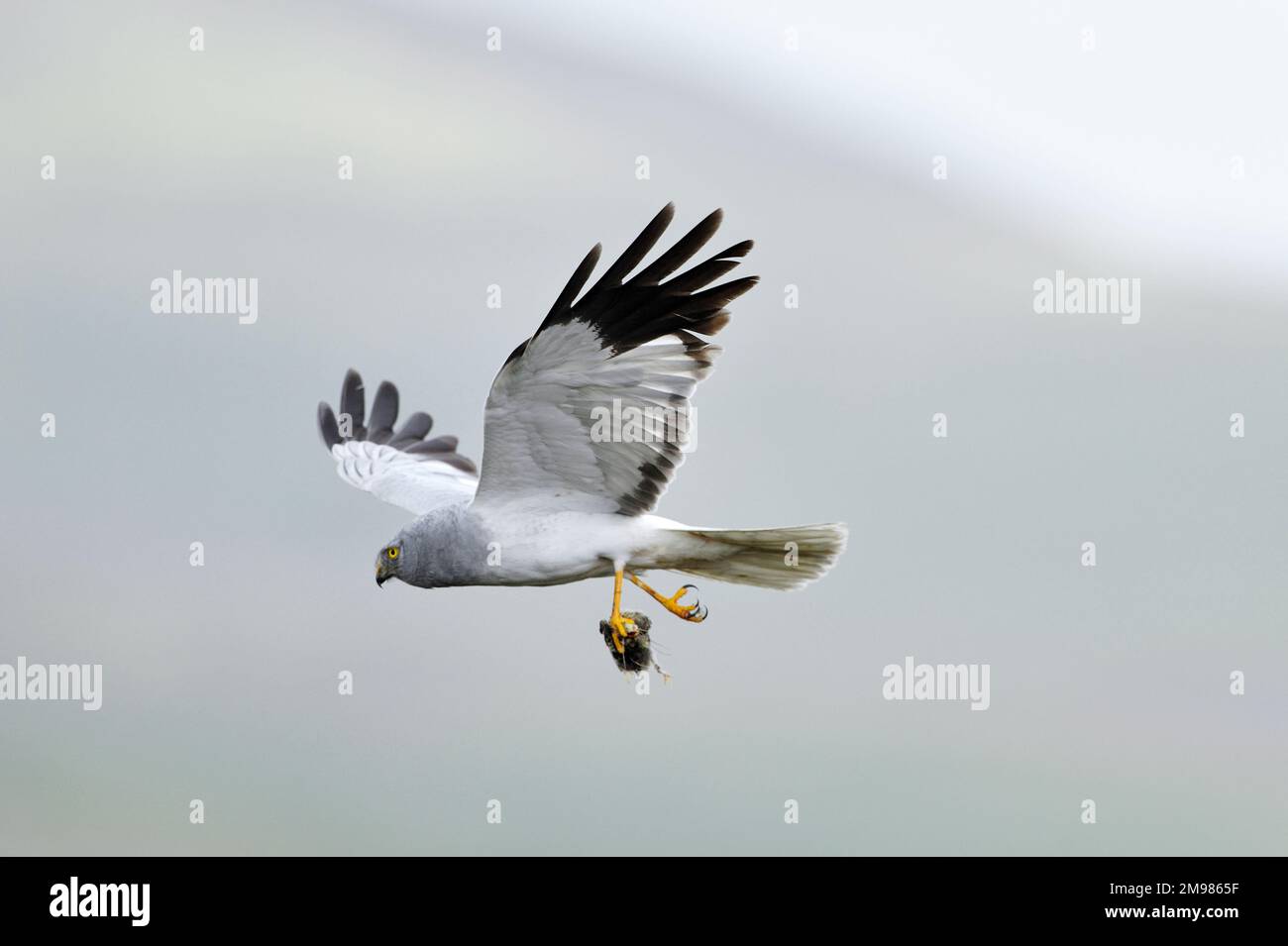 Hen harrier (Circus cyaneus), male carrying meadow pipit nestling ...