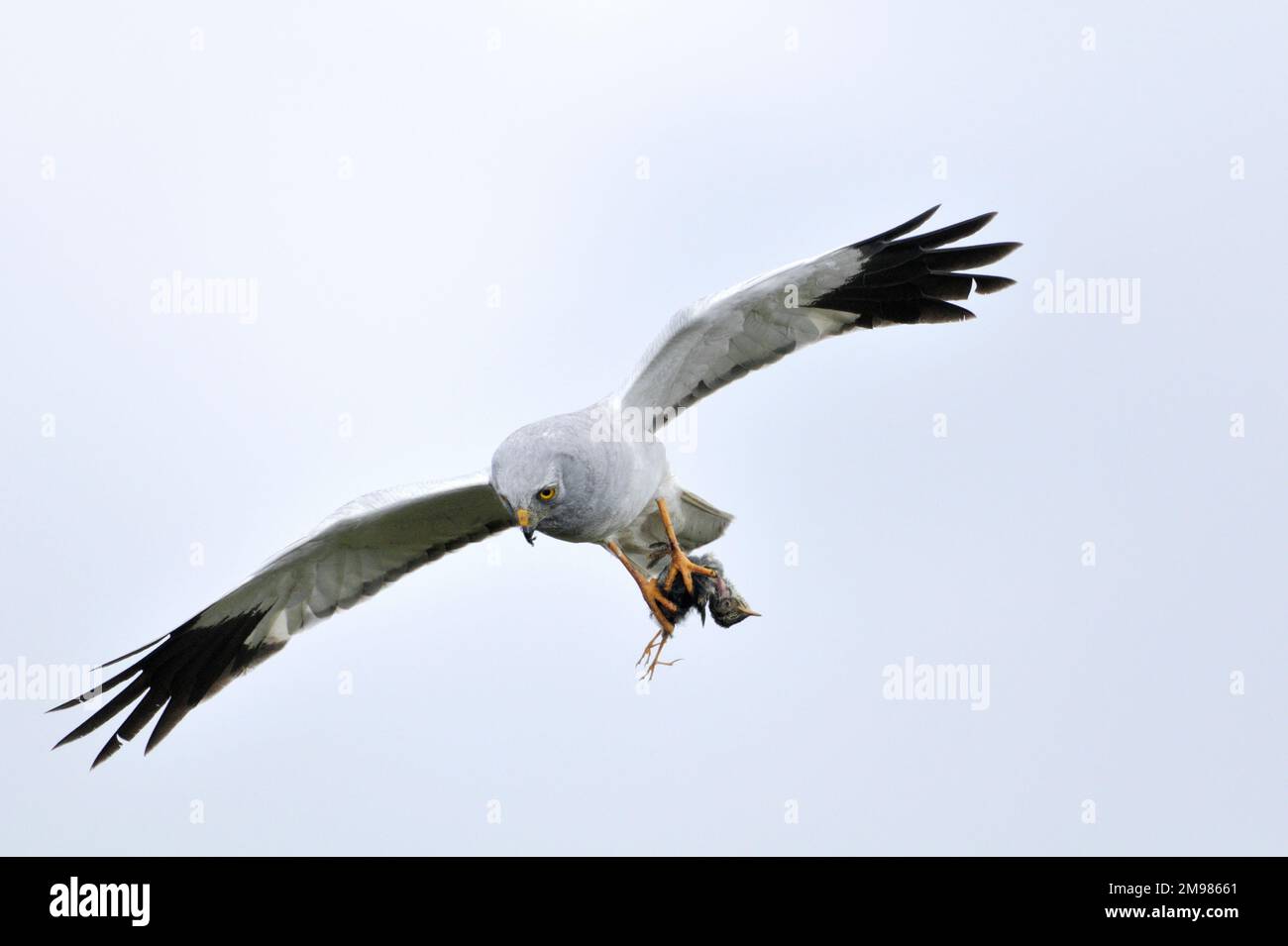 Hen harrier (Circus cyaneus), male carrying meadow pipit nestling ...