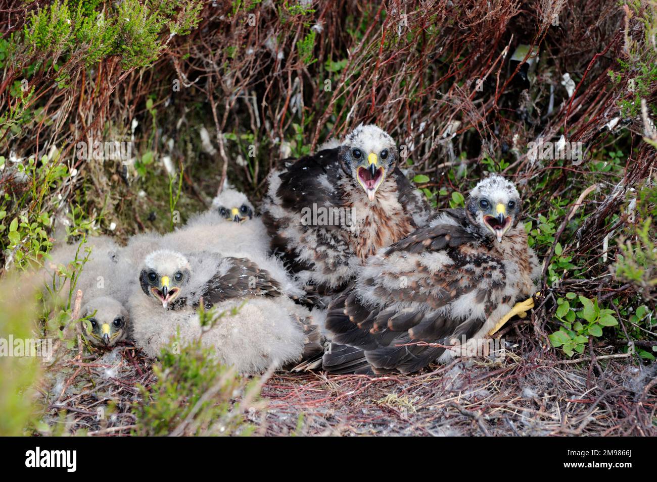 Hen harrier (Circus cyaneus), brood of five chicks in nest that are ...