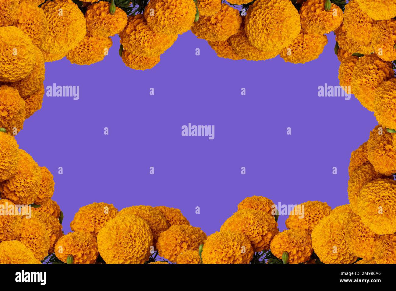 Cempasuchil flower frame with colored background and space for text ...