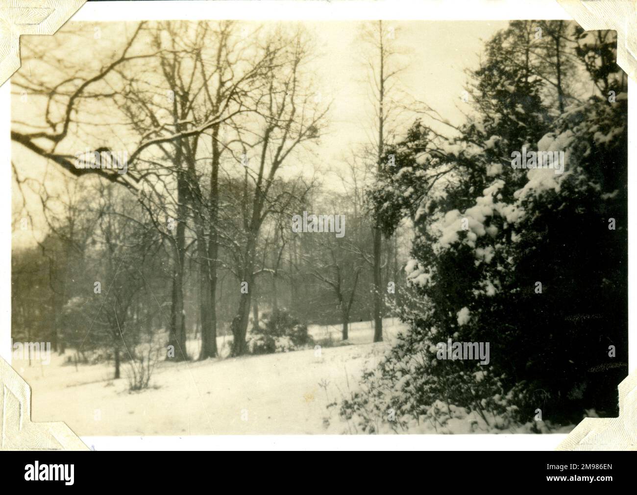 Woodyear hi-res stock photography and images - Alamy
