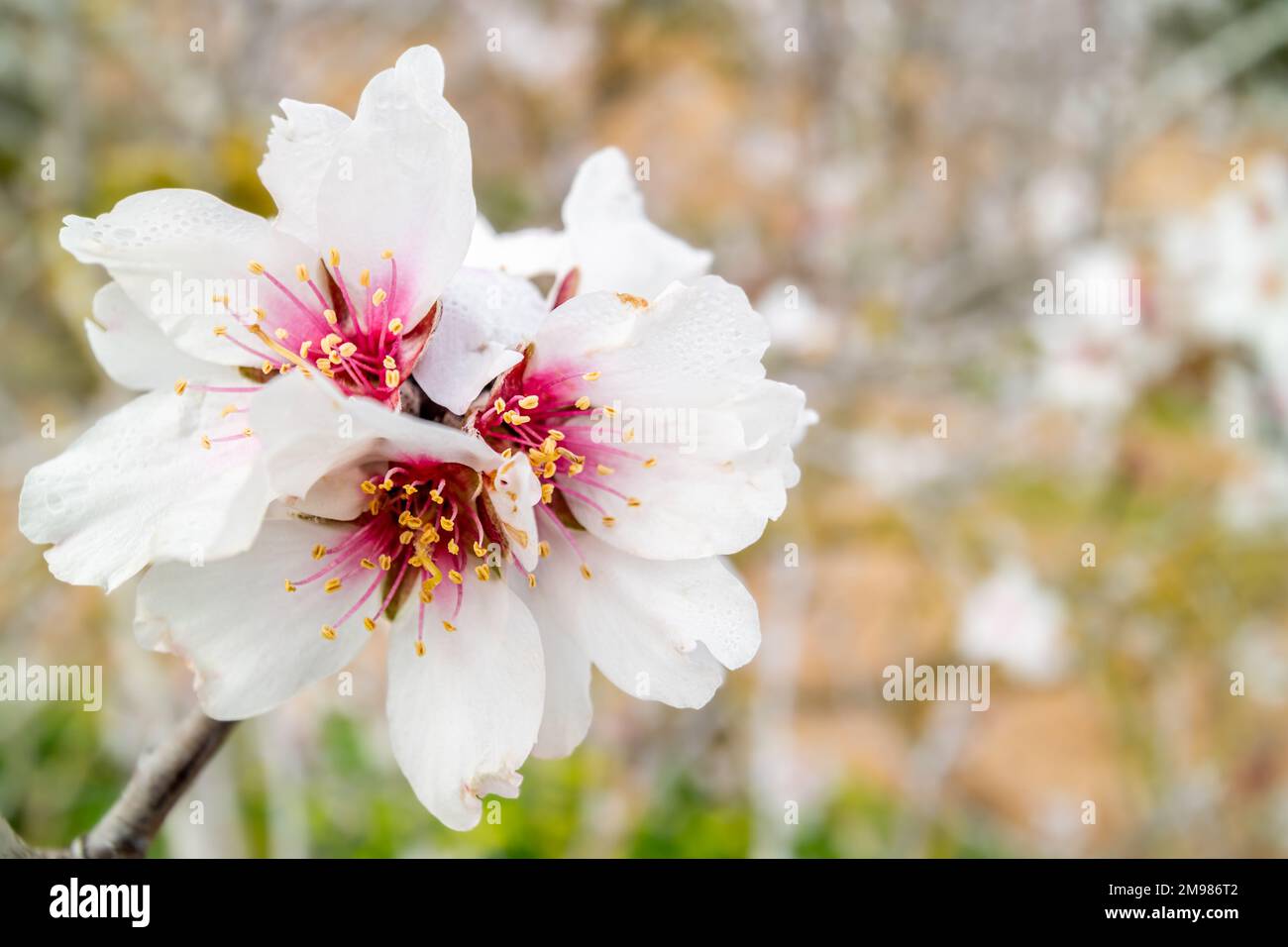 almond blossoms in Mallorca Stock Photo - Alamy