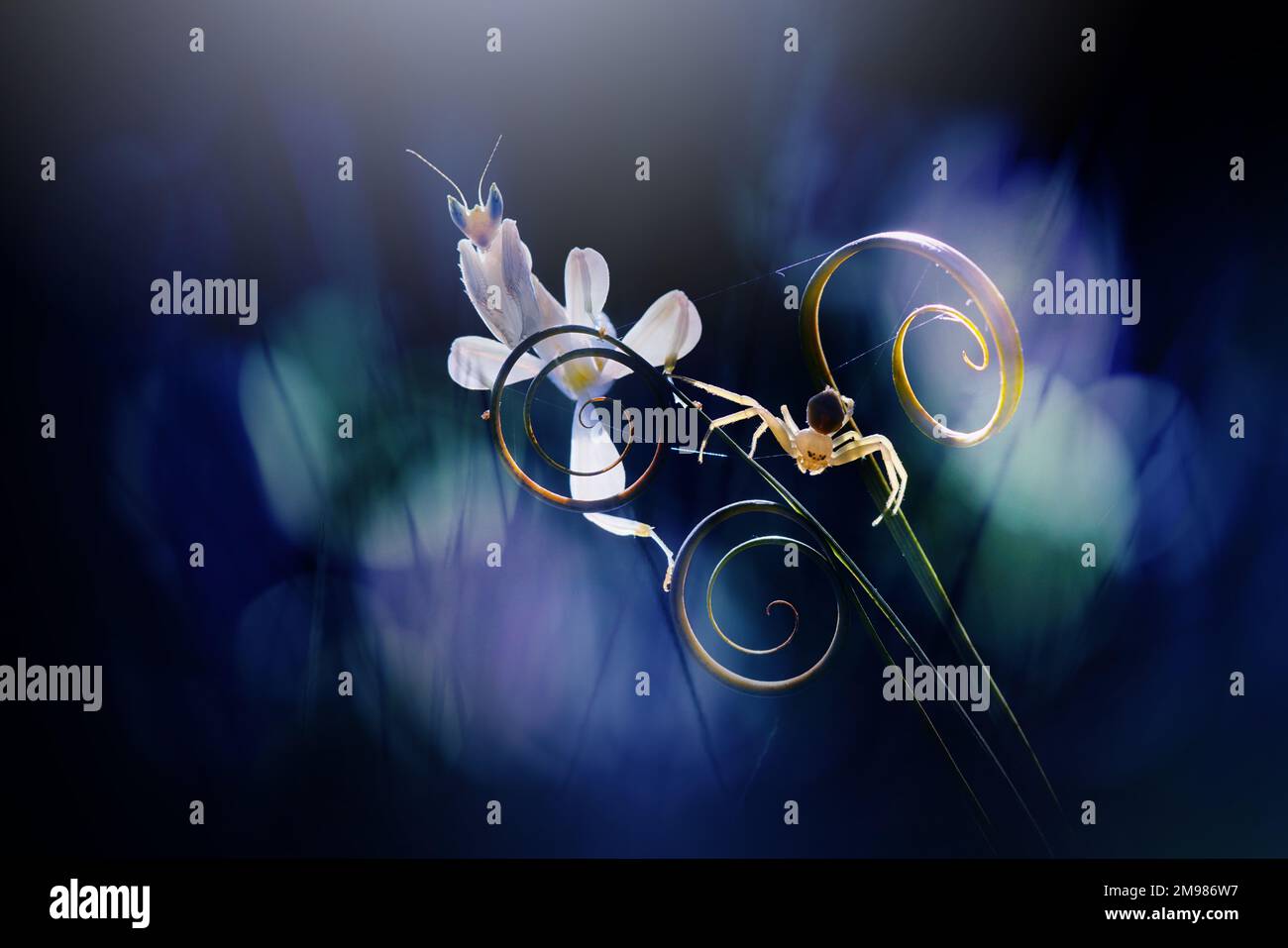 Close-up of an orchid mantis and spider on a plant tendril, Indonesia ...