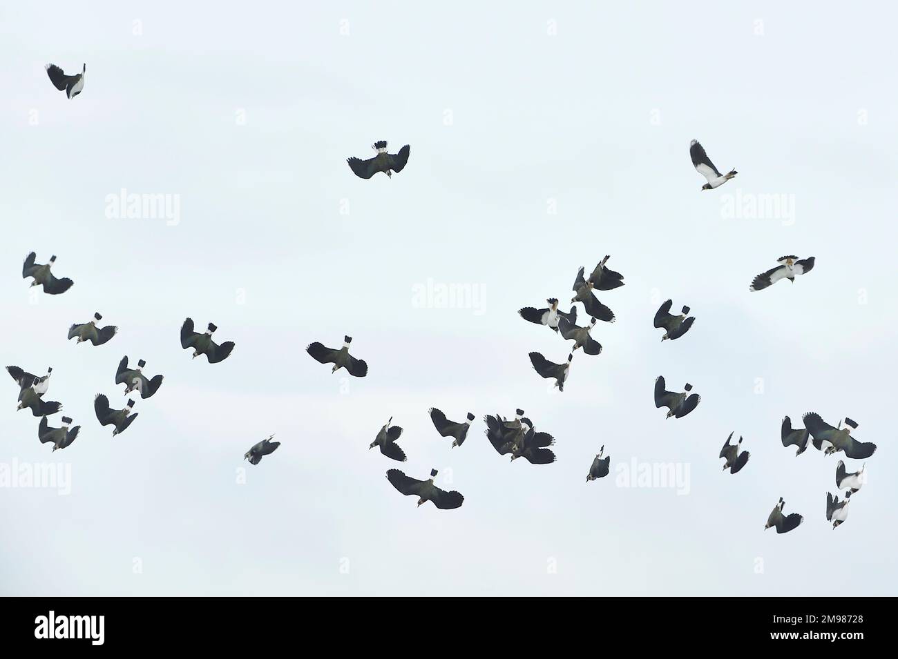 Lapwing (Vanellus vanellus) flock in flight over high-tide roost site ...