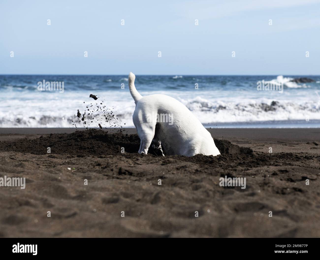White jack russell digging a hole in the sand on a beach, Spain Stock ...