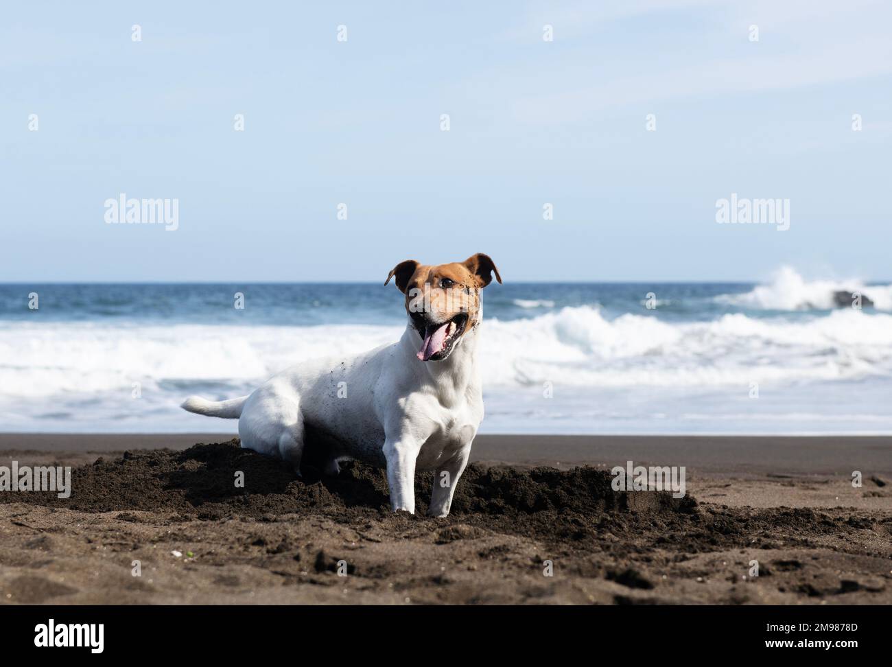 White jack russell digging a hole in the sand on a beach, Spain Stock ...