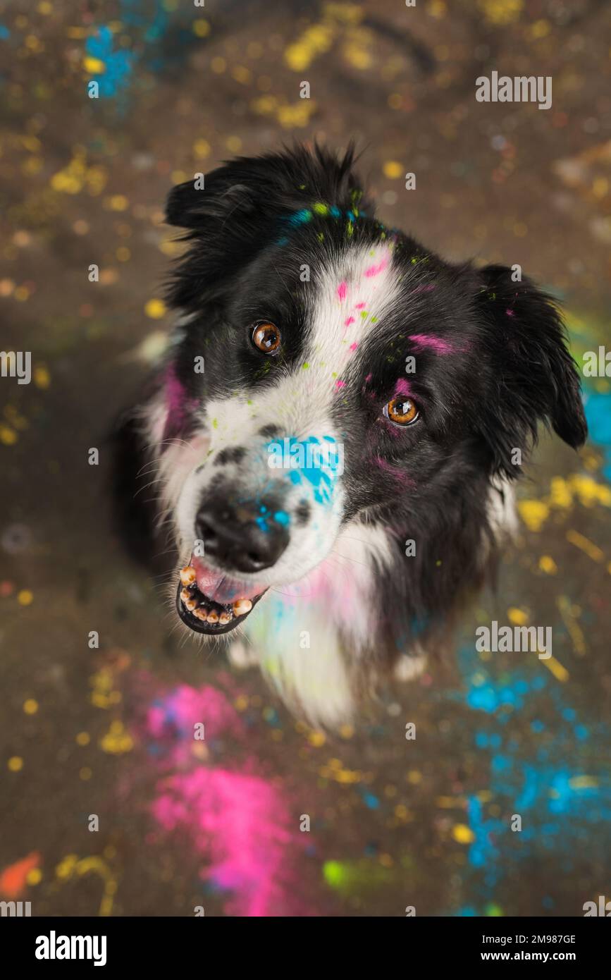 Adult border collie dog with colorful background Stock Photo - Alamy