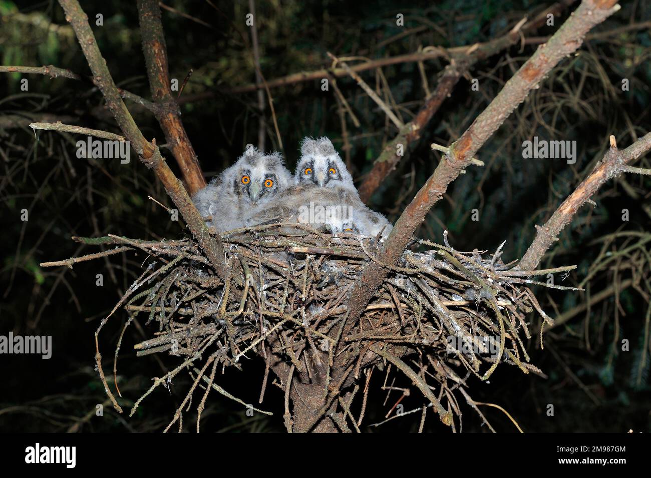Long-eared Owl (Aiso otus) tree grown chicks in nest in commercial ...