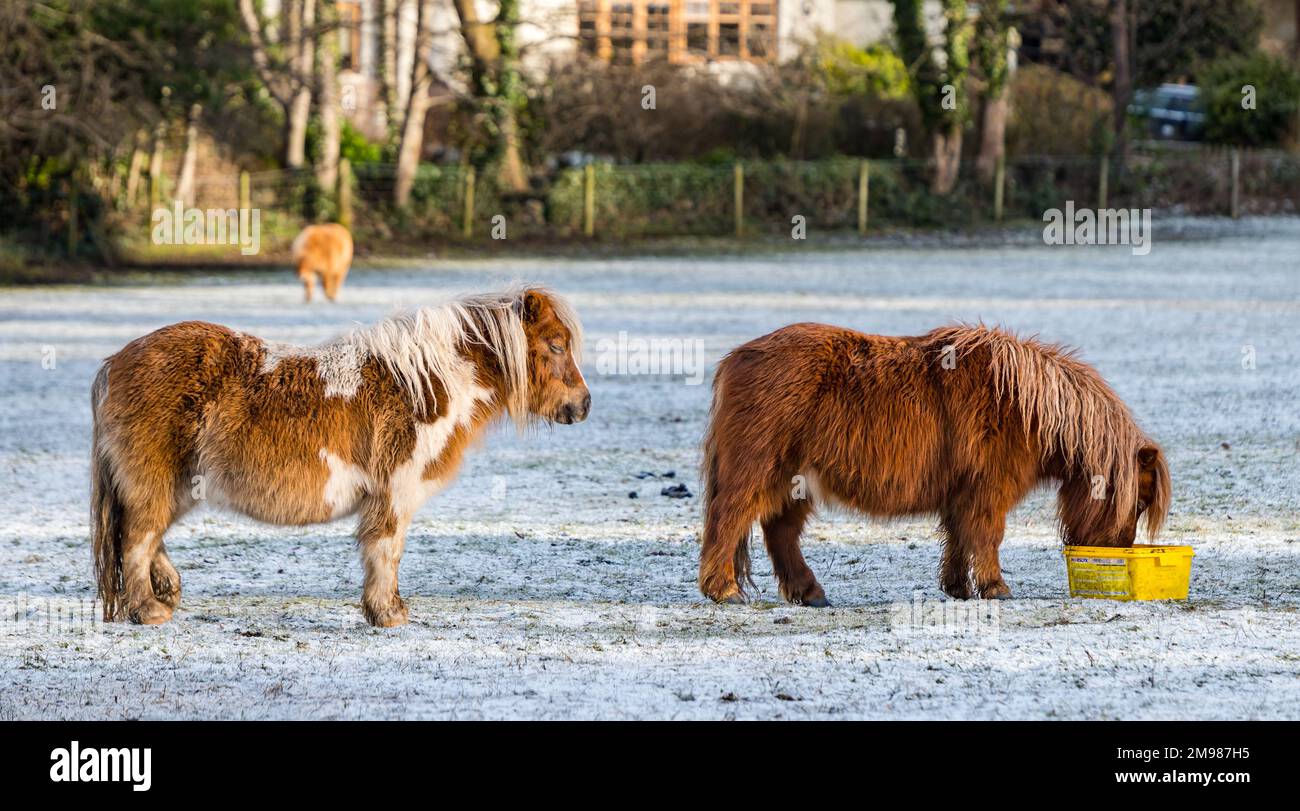 Edinburgh, Scotland, UK, 17th January 2023. UK Weather: cold and frosty ...