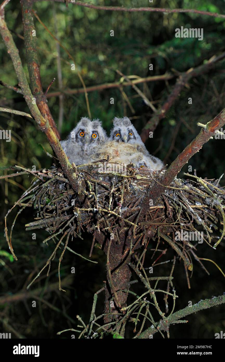 Long-eared Owl (Aiso otus) tree grown chicks in nest in commercial ...