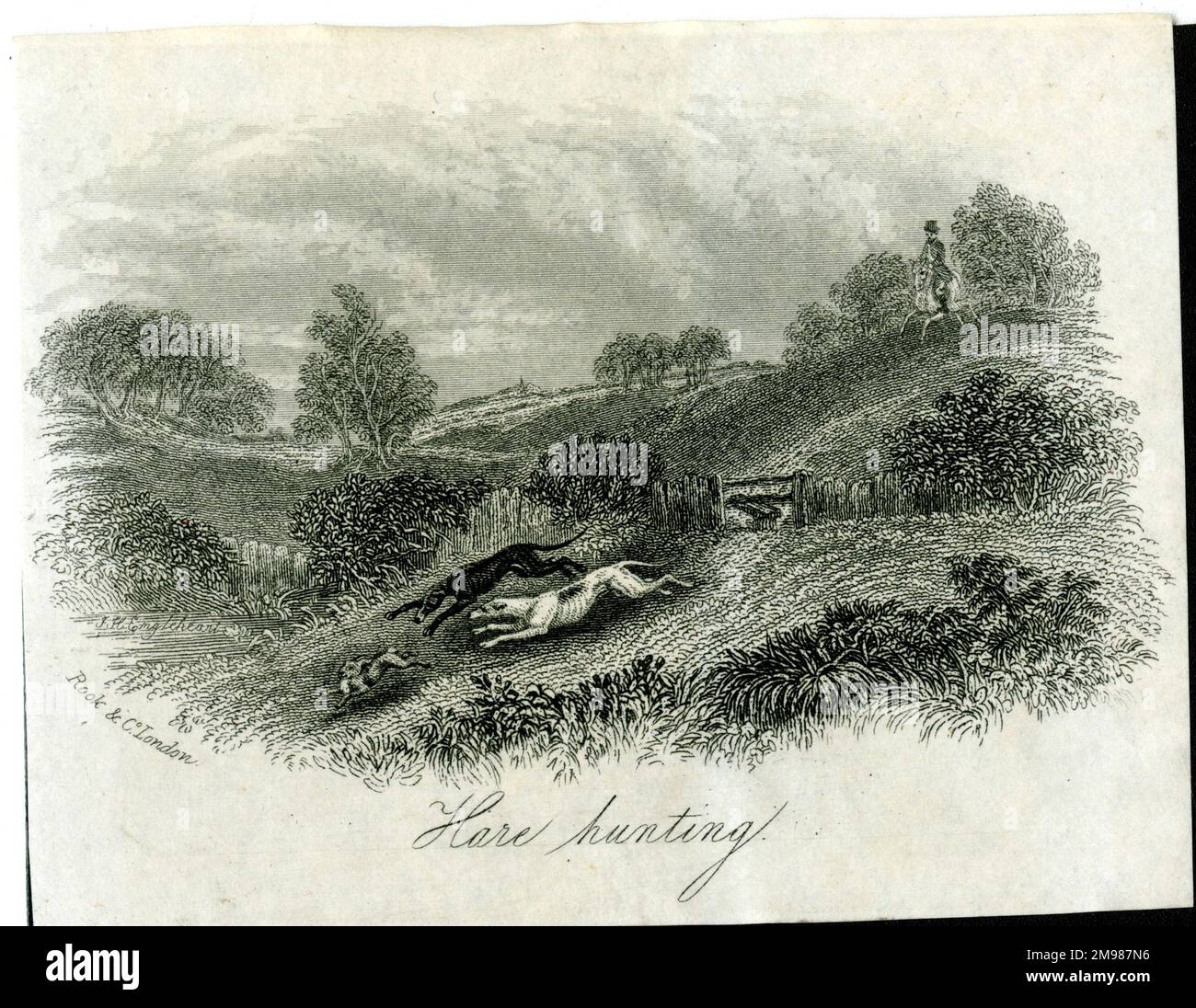 Hare and horse hi-res stock photography and images - Alamy