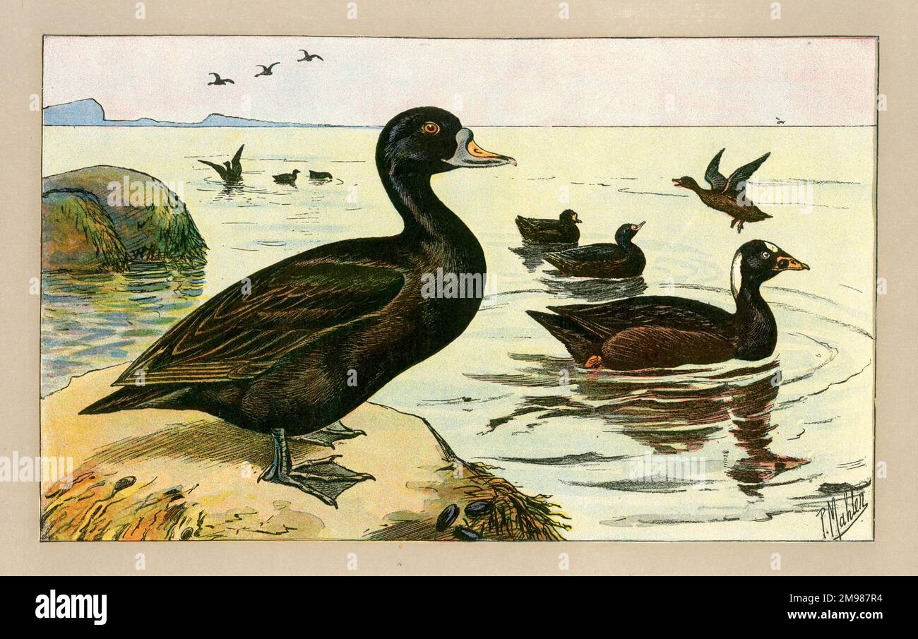 Group of ducks Stock Photo - Alamy