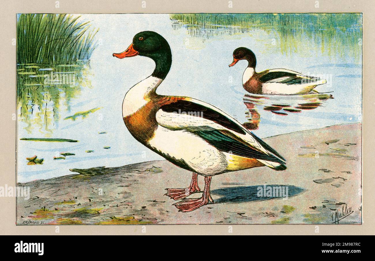 Two ducks hi-res stock photography and images - Alamy
