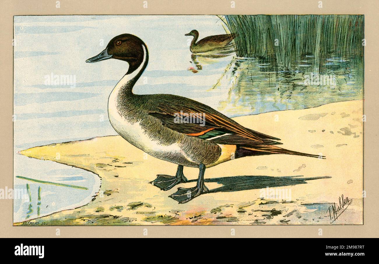 Two ducks hi-res stock photography and images - Alamy
