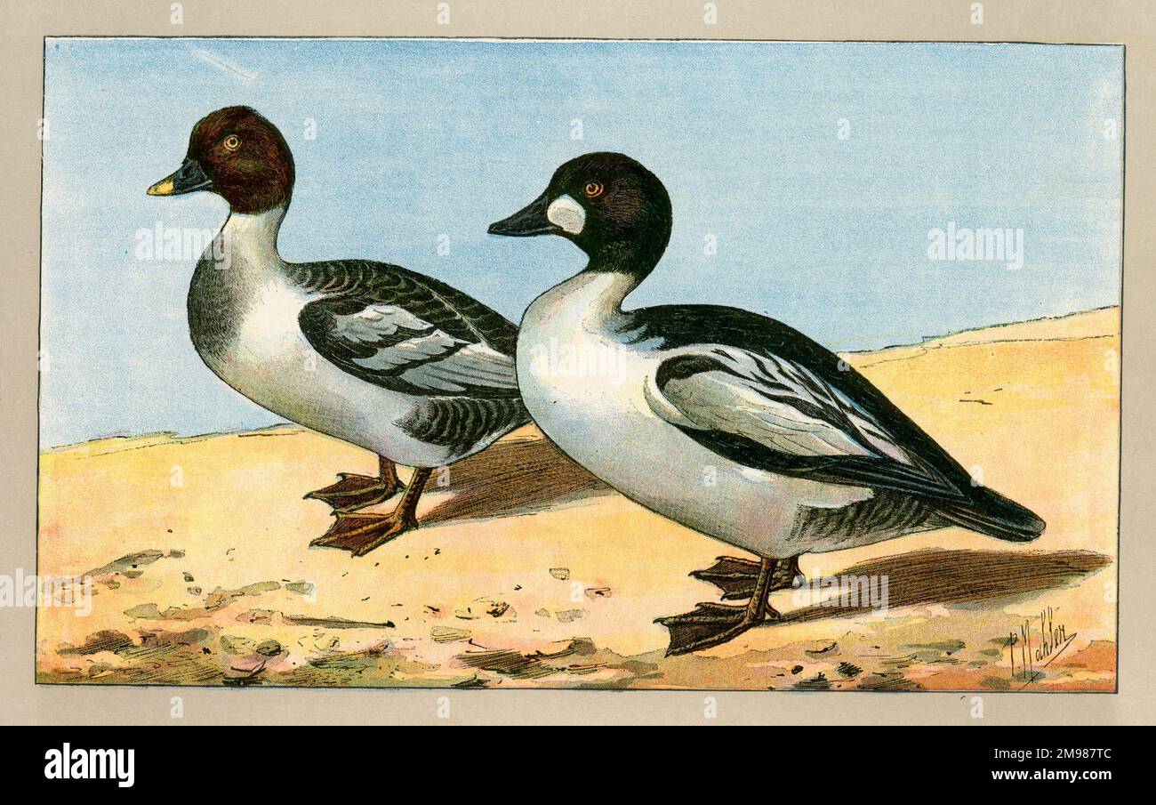 Two ducks hi-res stock photography and images - Alamy