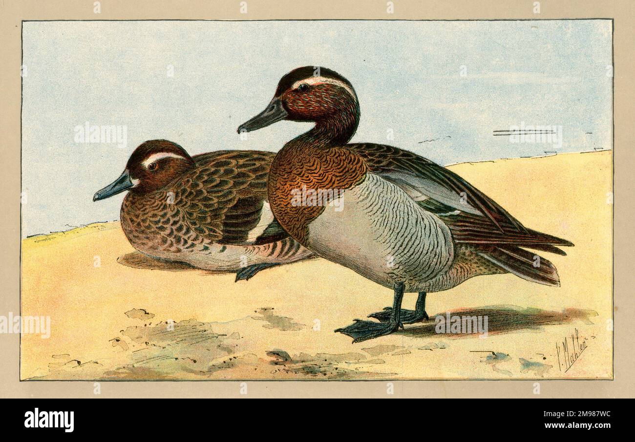 Two ducks hi-res stock photography and images - Alamy