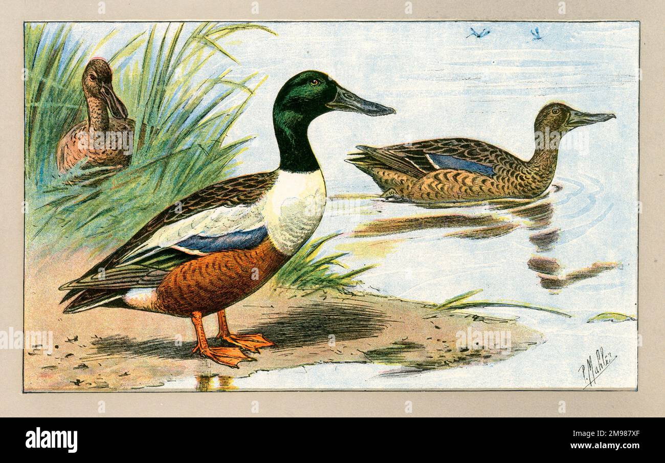 Three illustrated birds hi-res stock photography and images - Alamy