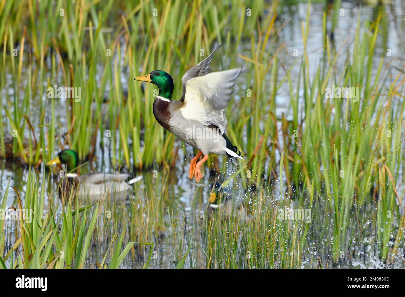 Mallard (Anas platyrhynchos) male / drake bird taking off from a pond ...
