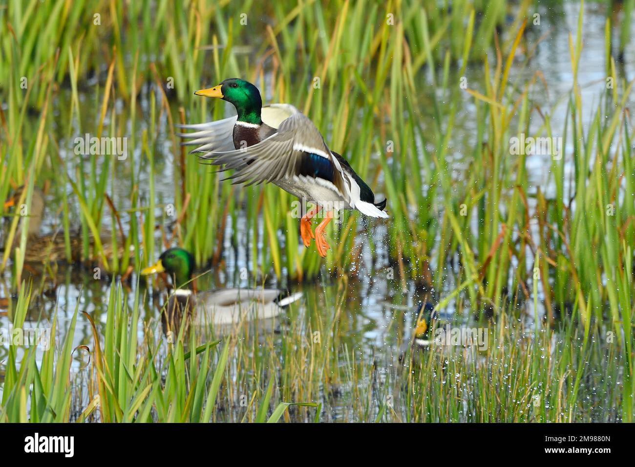 Mallard (Anas platyrhynchos) male / drake bird taking off from a pond ...