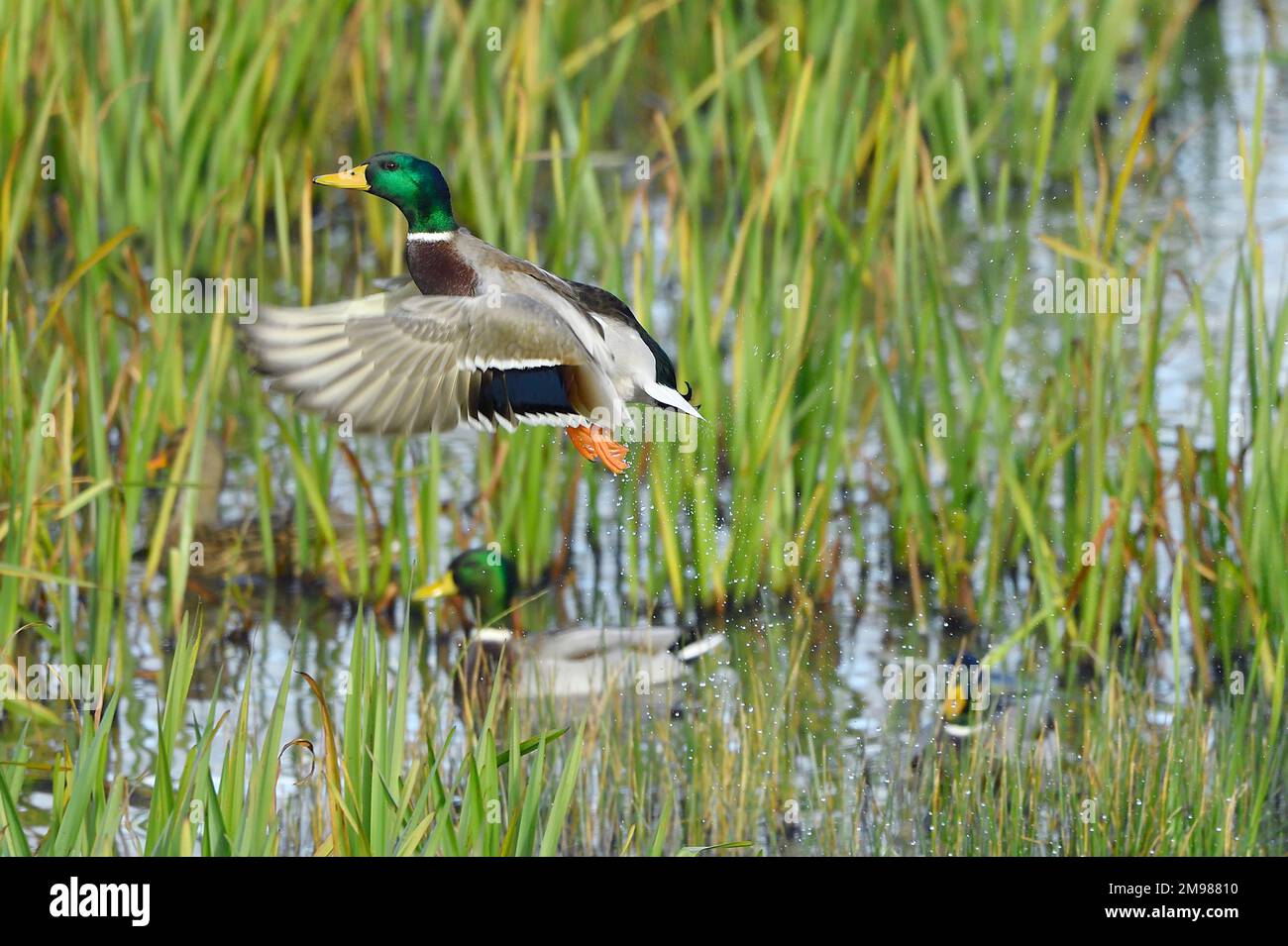Mallard Anas Platyrhynchos Male Drake Bird Taking Off From A Pond