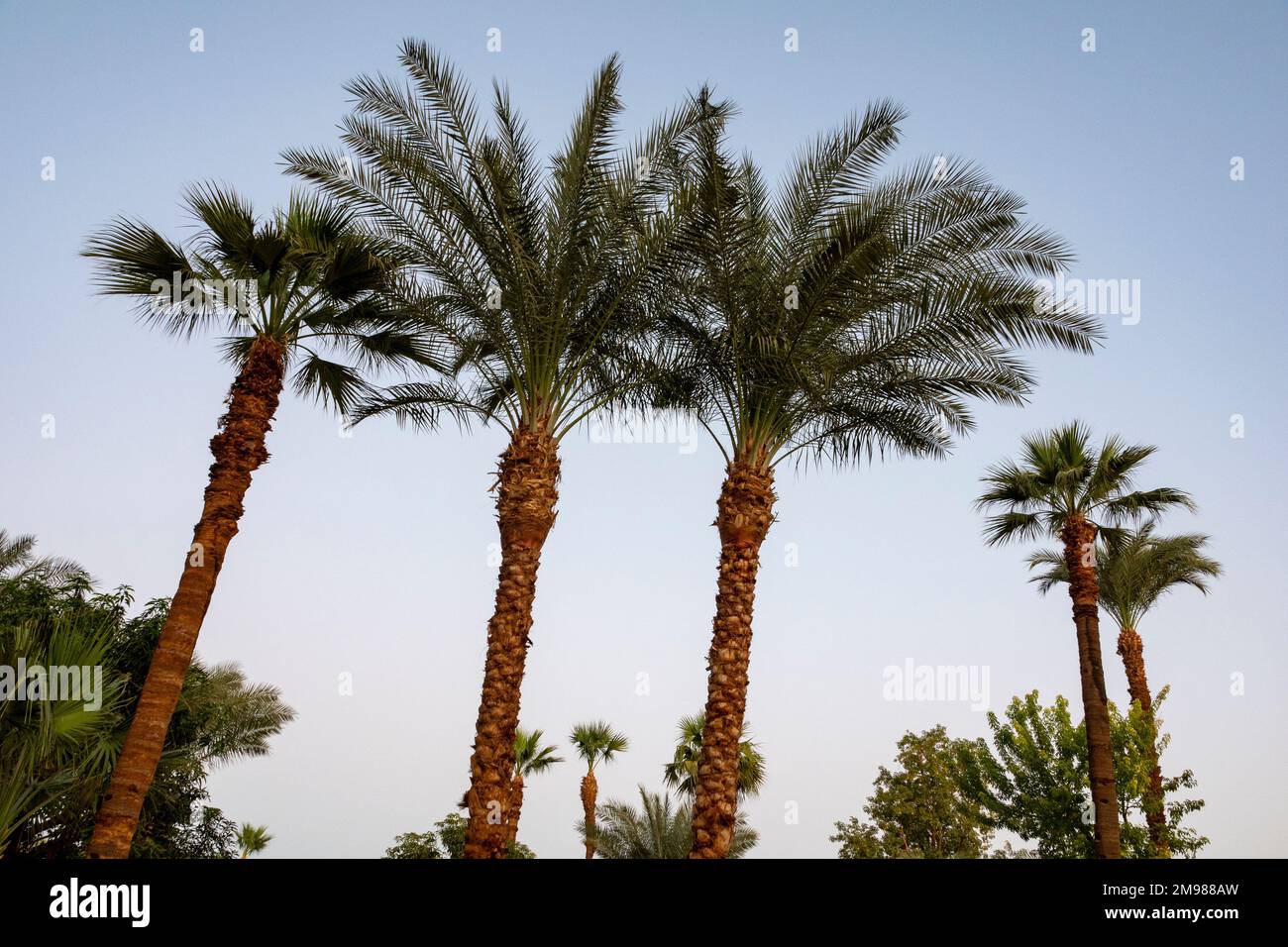 Palm trees set against blue summer sky in Egypt Stock Photo - Alamy