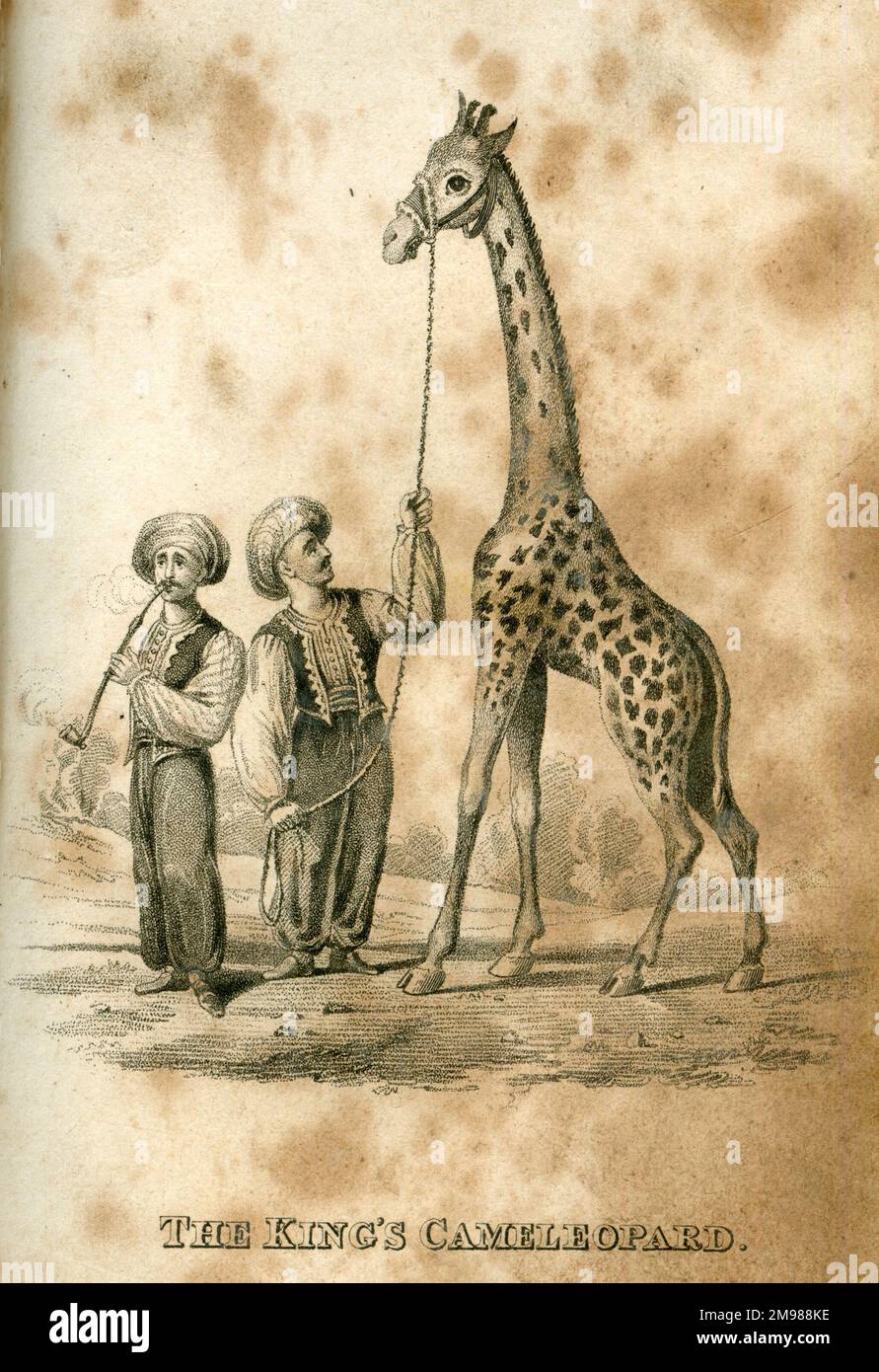 The King's Cameleopard -- King George IV's giraffe, the first one in ...