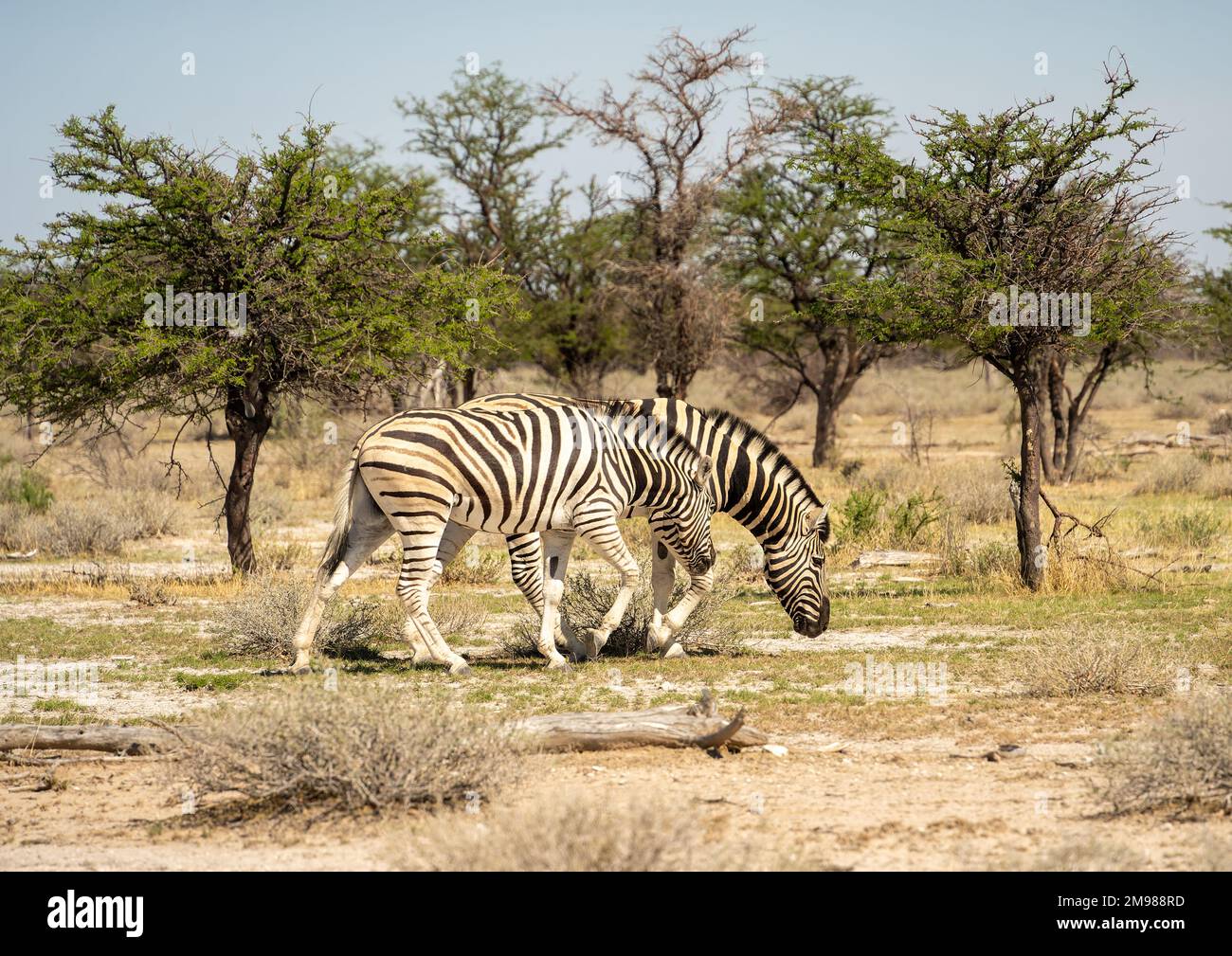 Zebras in Etosha National Park, Namibia Stock Photo - Alamy