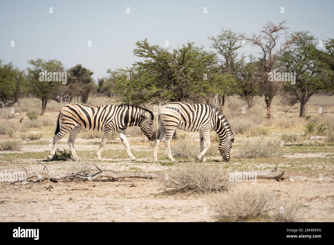 Wildlife in Etosha National Park, Namibia Stock Photo - Alamy