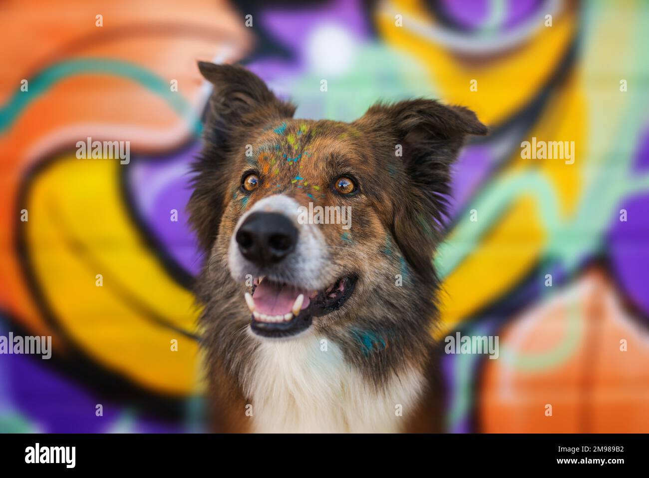 Adult border collie dog with colorful background Stock Photo - Alamy
