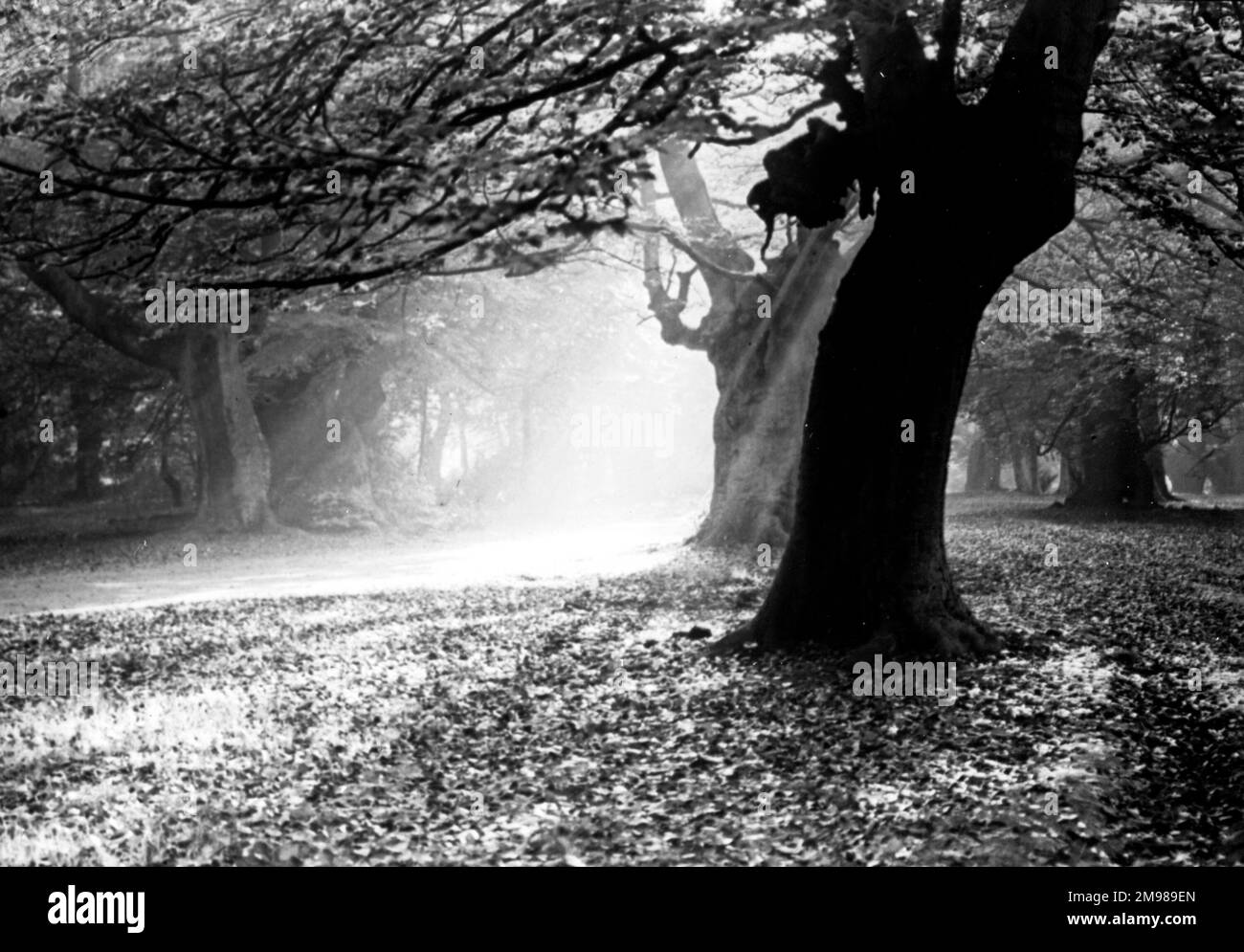 Woodland scene with strong sunlight shining through, England Stock ...