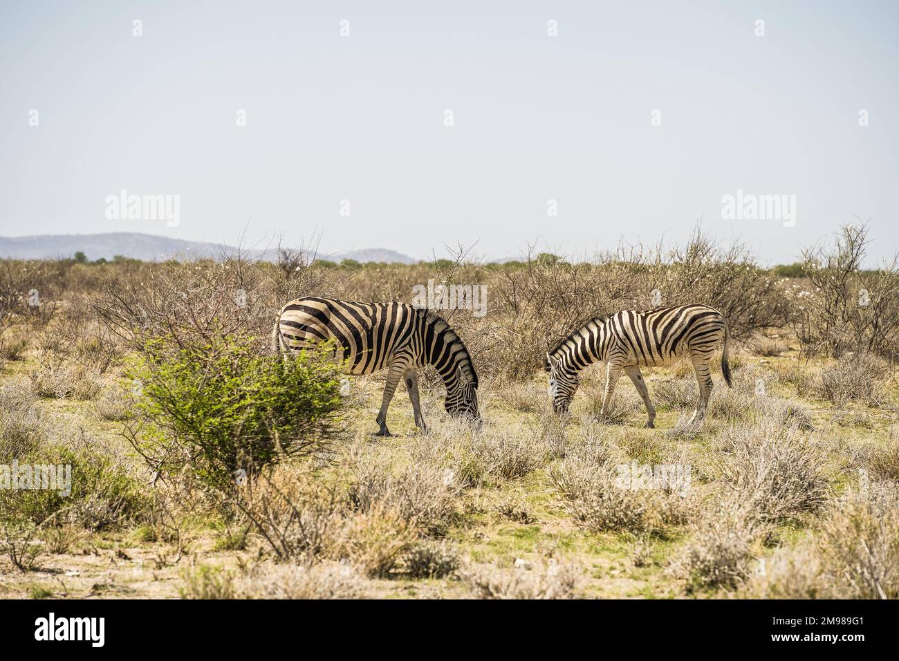 Zebras in Etosha National Park, Namibia Stock Photo - Alamy