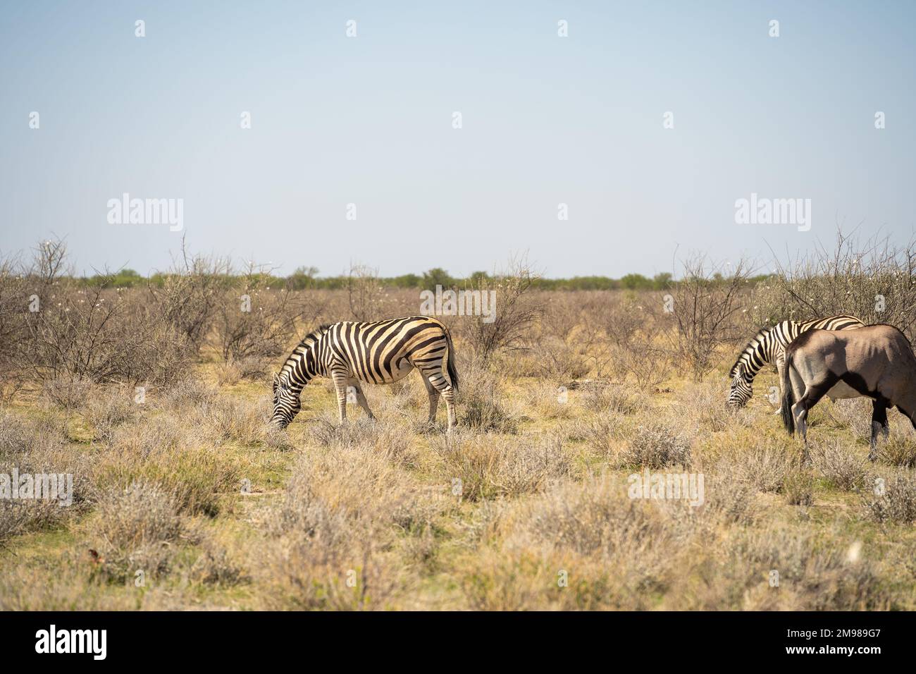 Zebras in Etosha National Park, Namibia Stock Photo - Alamy