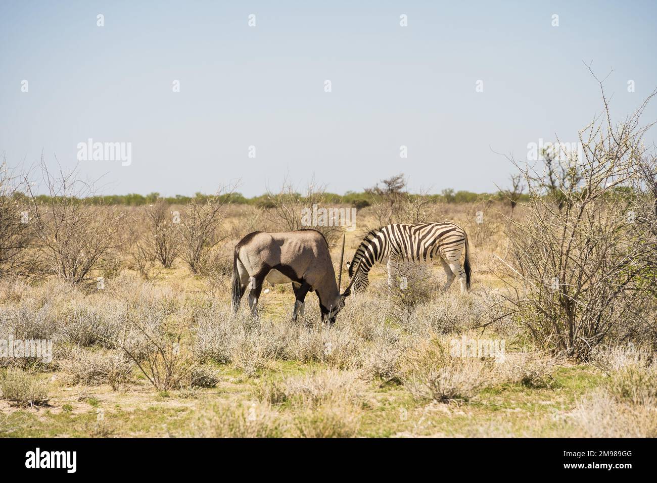Zebras in Etosha National Park, Namibia Stock Photo - Alamy