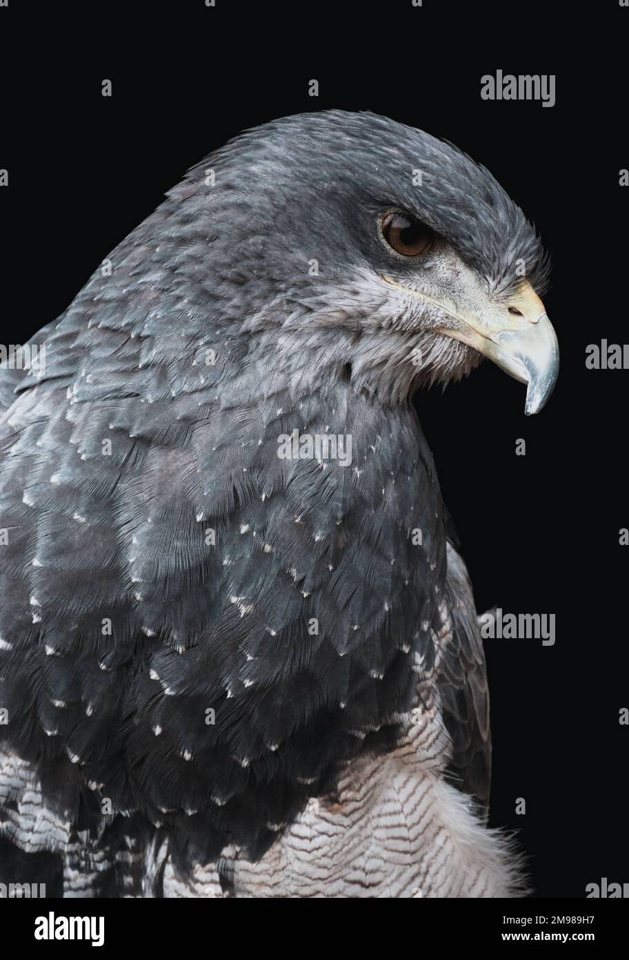 Chilean blue eagle hi-res stock photography and images - Alamy