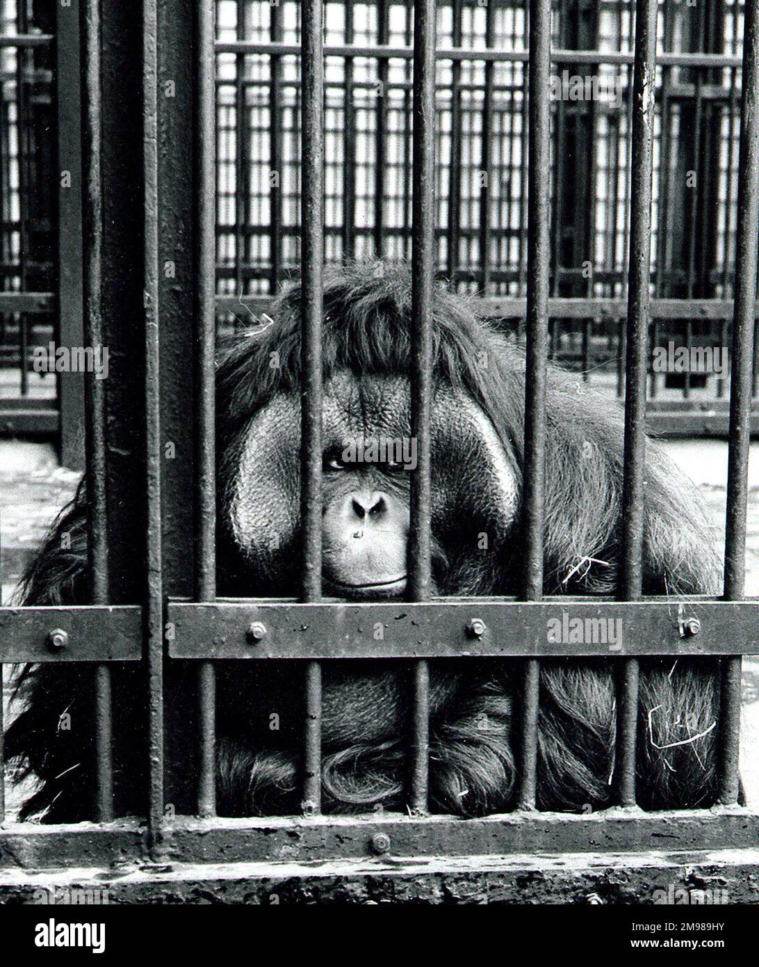 1966 zoo hi-res stock photography and images - Alamy