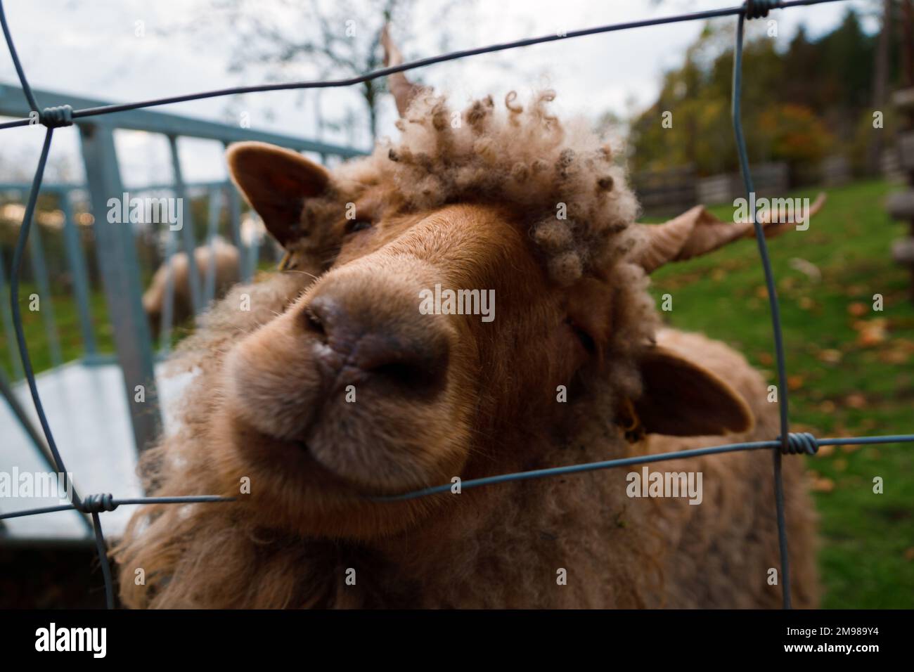 A closeup of the head of a woolly goat leaning head leaning on a mesh ...
