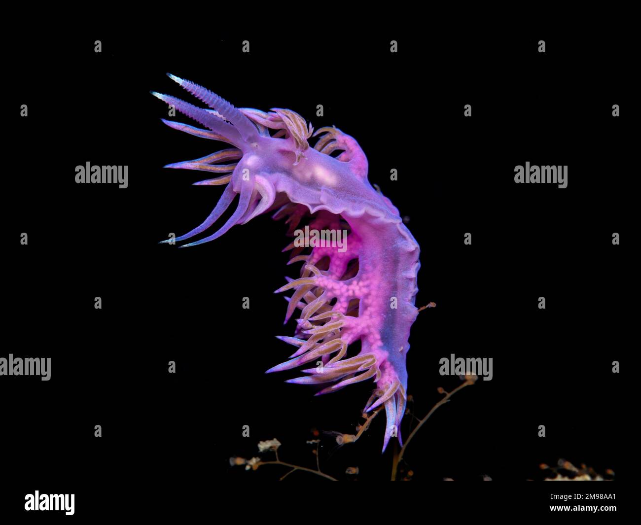 Nudibranch Flabellina affinis from Cyprus Stock Photo - Alamy