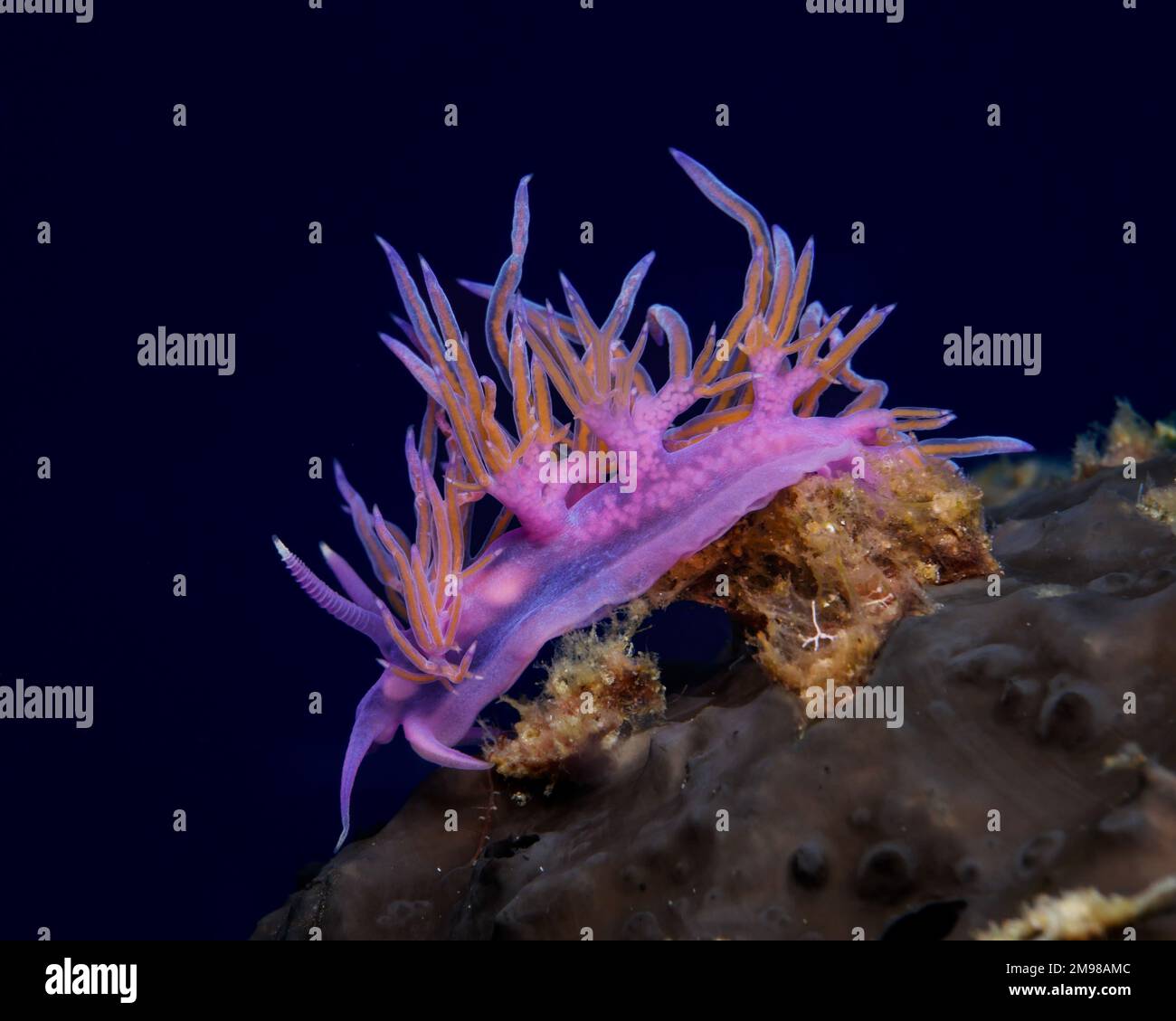 Nudibranch from cyprus hi-res stock photography and images - Alamy