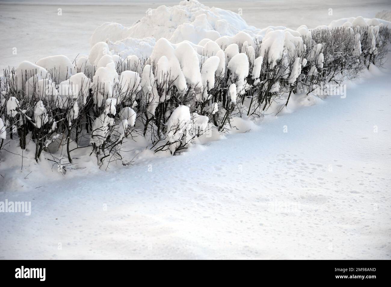 Hedge bushes hi-res stock photography and images - Alamy