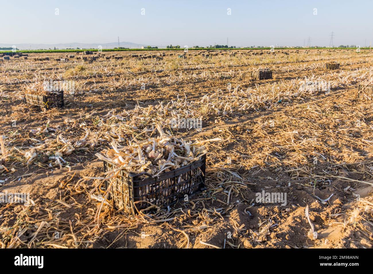 Crates of garlic on a field in Iran Stock Photo - Alamy