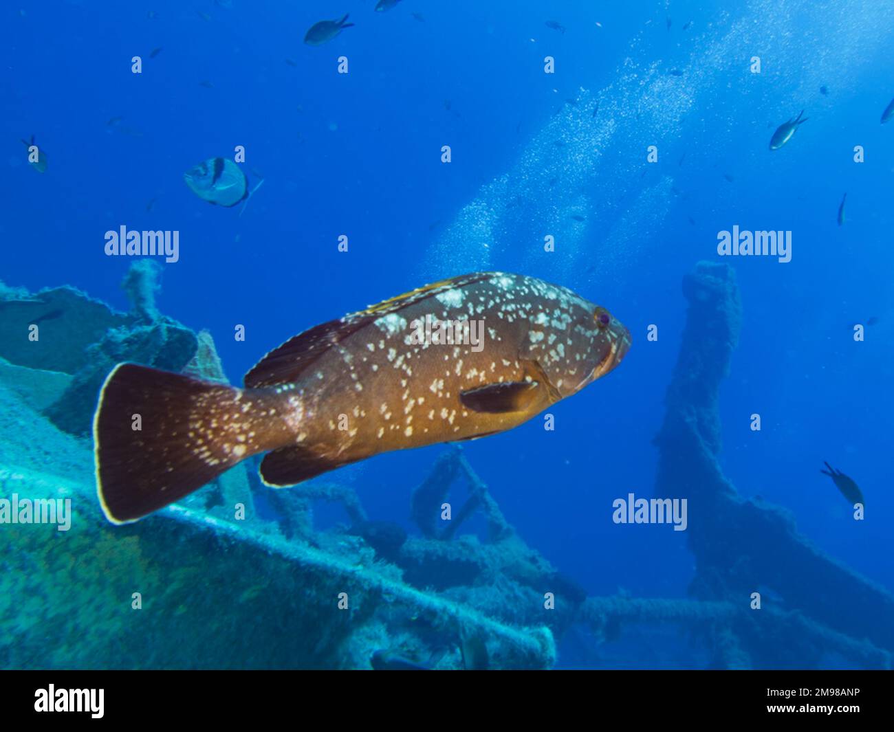 Dusky Mediterranean grouper from Zenobia wreck Stock Photo - Alamy
