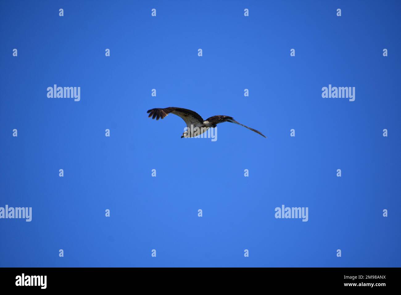 Stunning osprey bird flying in brilliant blue skies on a summer day ...